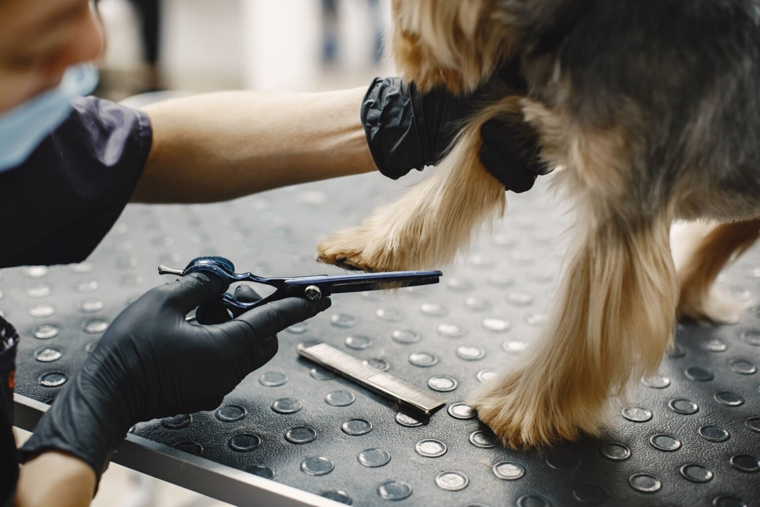 Essential Pet Grooming Tips | Royal Pets Veterinary Clinic