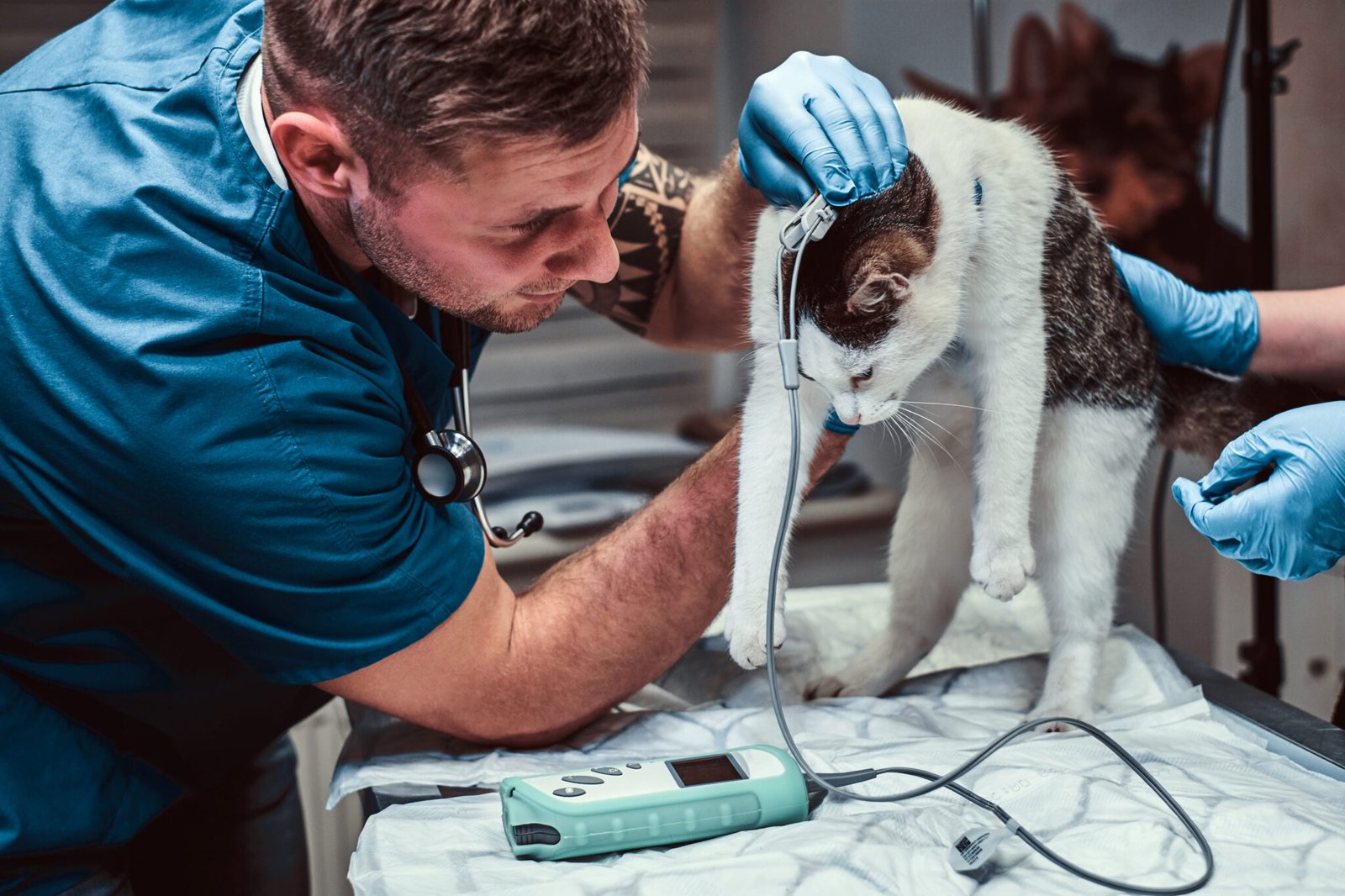 Learn why exotic pets need specialized veterinary care